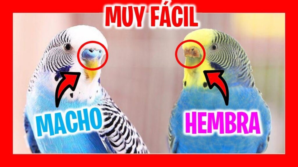 Cómo distinguir entre periquitos australianos machos y hembras