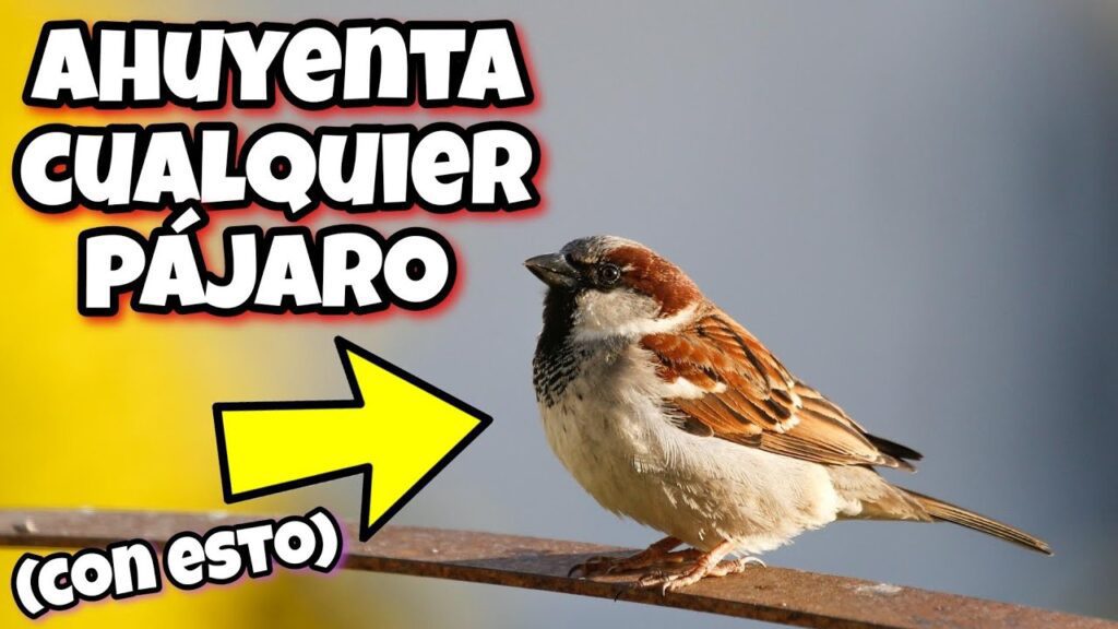 Cuáles son los colores que empiezan con la letra P
