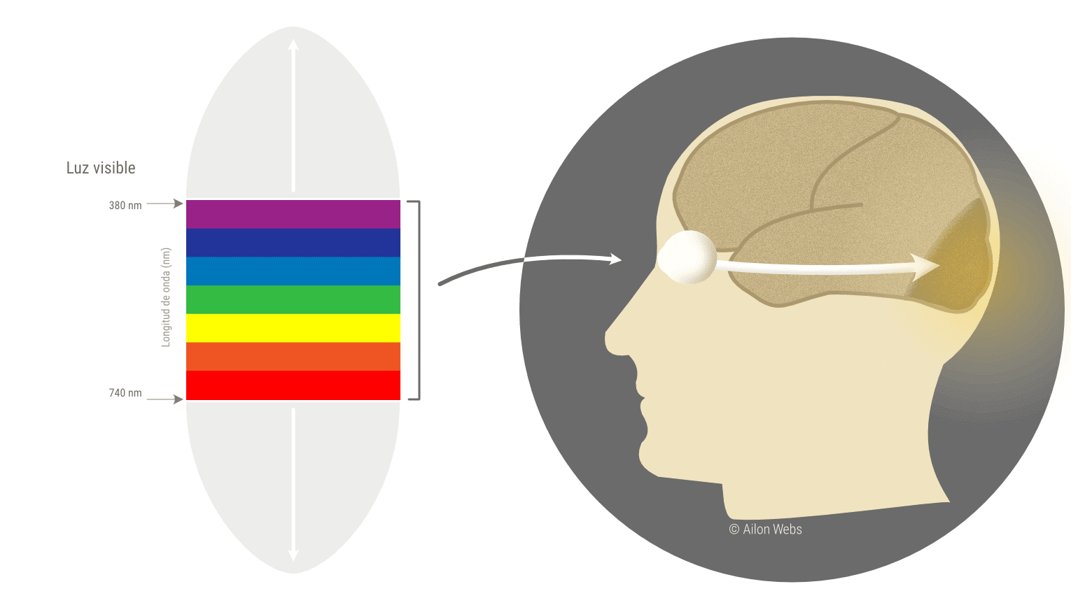 De qué color es la luz visible y cómo la percibimos