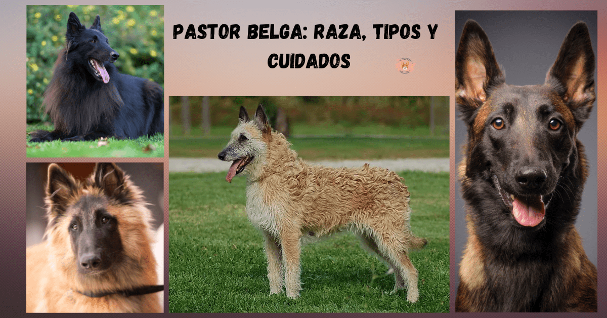 Qué debes saber sobre la cruza de pastor belga y sus cachorros